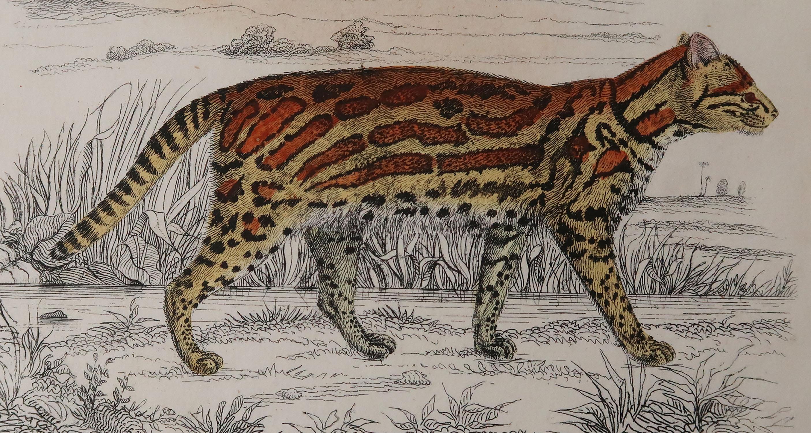 Original Antique Print of A Tiger, 1847 'Unframed' at 1stDibs