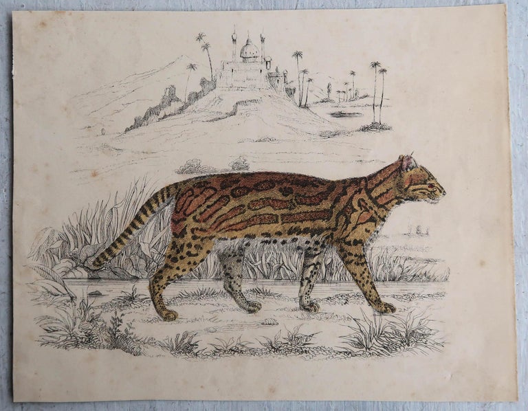 Original Antique Print of a Tiger, 1847 'Unframed' For Sale at 1stDibs