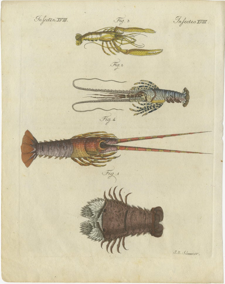 Original Antique Print of a various Lobster and Shrimp For Sale at 1stDibs