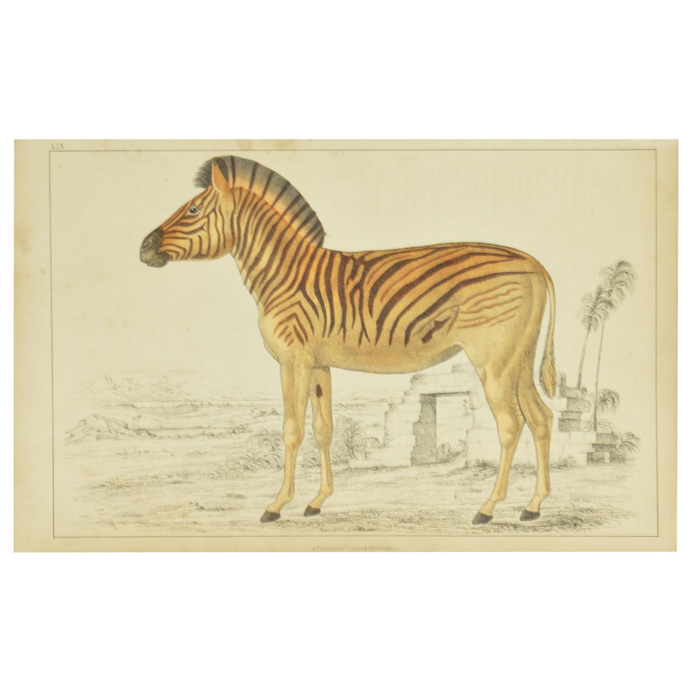 Zebra Print Furniture - 27 For Sale on 1stdibs