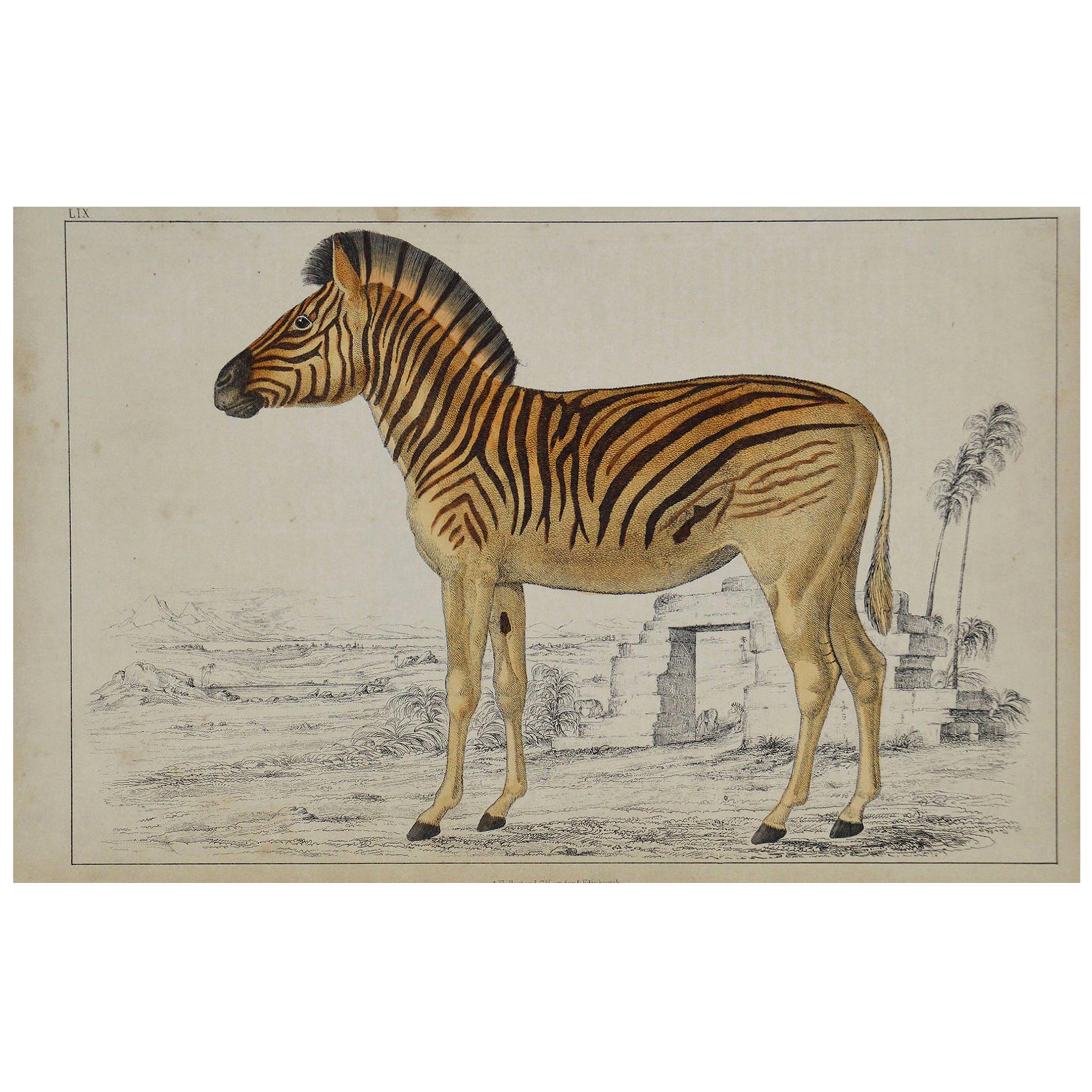 Original Antique Print of a Zebra, 1847 'Unframed' For Sale at 1stDibs