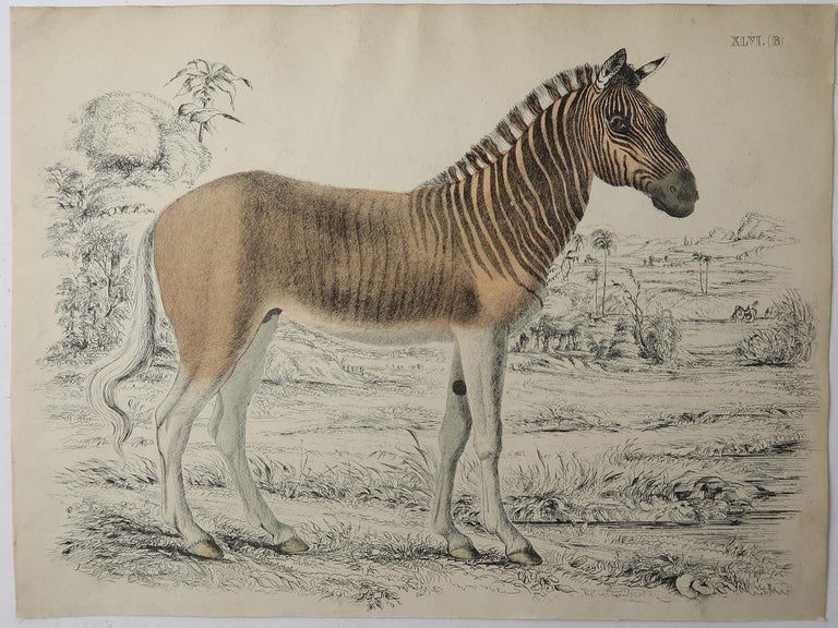 Original Antique Print of a Zebra, C.1835. 'Unframed' at 1stDibs