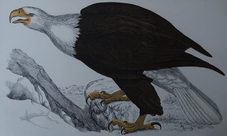 Original Antique Print of an Eagle, 1847 'Unframed' For Sale at 1stDibs