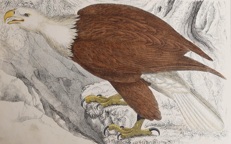 Original Antique Print of an Eagle, 1847 'Unframed' For Sale at 1stDibs