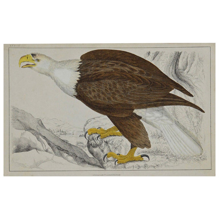 Original Antique Print of an Eagle, 1847 'Unframed' For Sale at 1stDibs