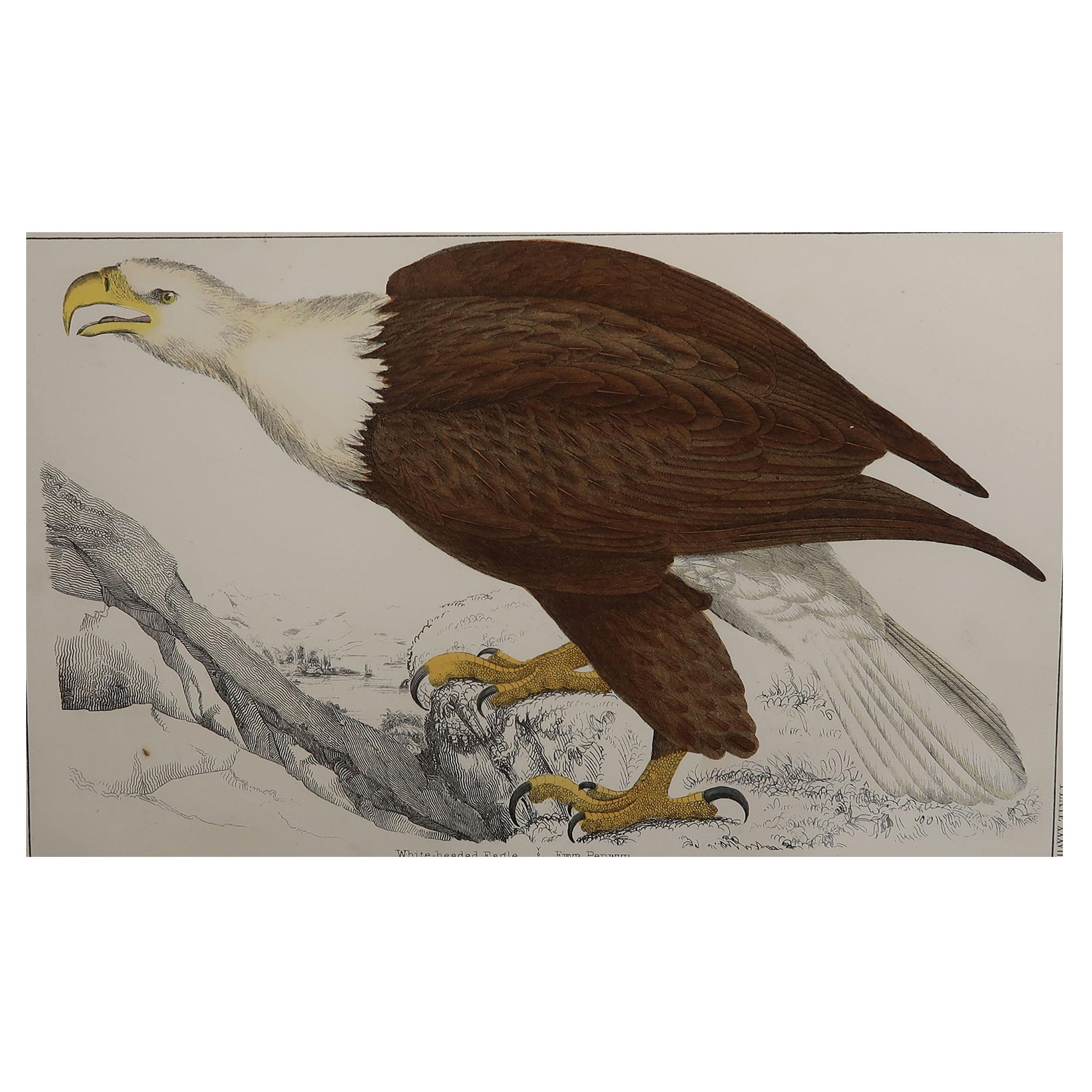 Original Antique Print of an Eagle, 1847 'Unframed' For Sale at 1stDibs