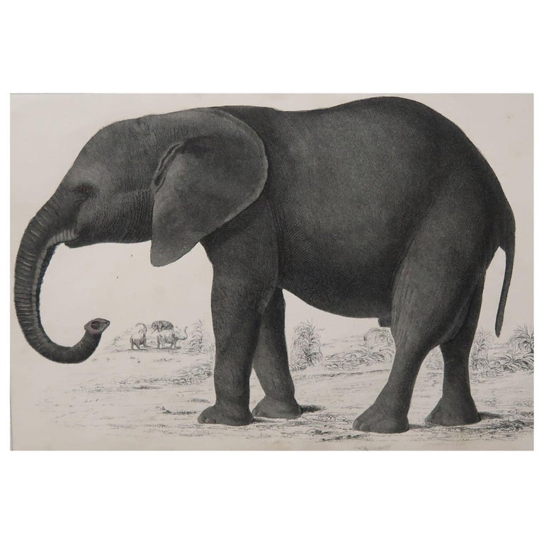 Original Antique Print of an Elephant, 1847 'Unframed' at 1stDibs