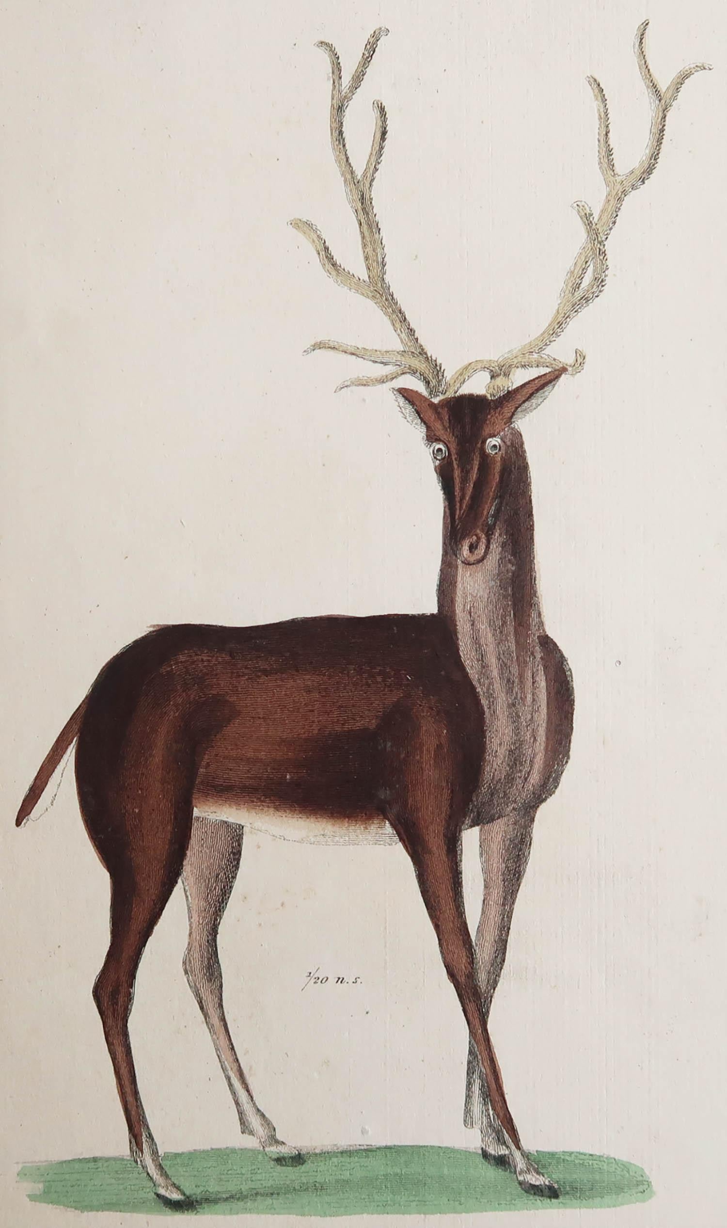 Original Antique Print of an Elk, circa 1820 For Sale at 1stDibs