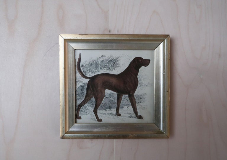 Original Antique Print of an English Sporting Dog, 1847 For Sale at 1stDibs