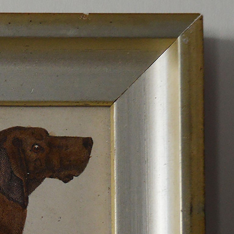 Original Antique Print of an English Sporting Dog, 1847 For Sale at 1stDibs