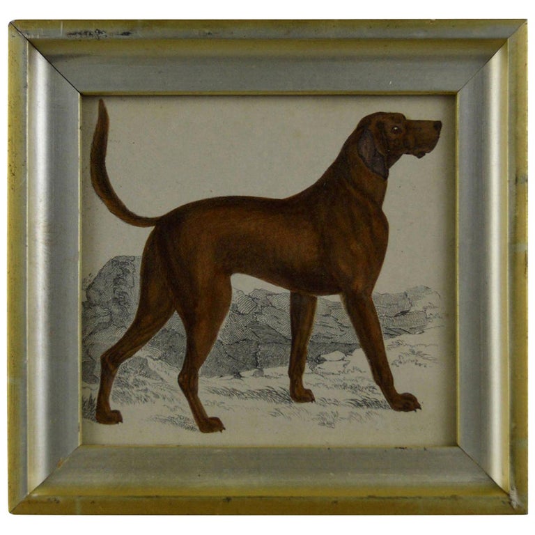 Original Antique Print of an English Sporting Dog, 1847 at 1stDibs