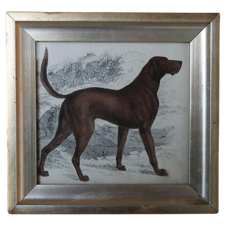Original Antique Print of an English Sporting Dog, 1847 For Sale at 1stDibs