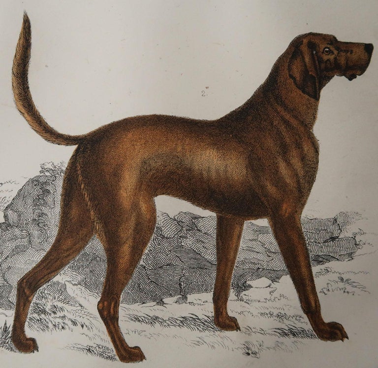 Original Antique Print of An English Sporting Dog, 1847 'Unframed' at ...