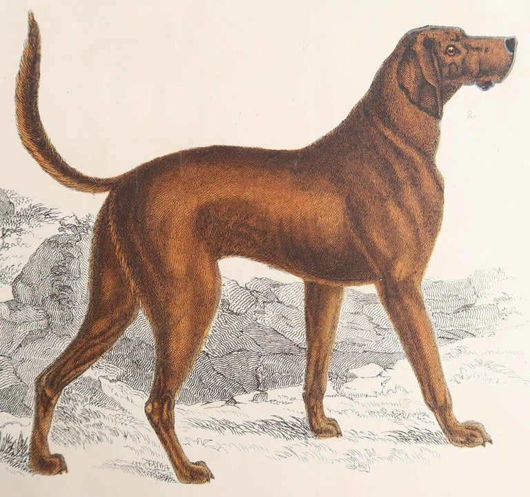 Original Antique Print of An English Sporting Dog, 1847 'Unframed' For ...