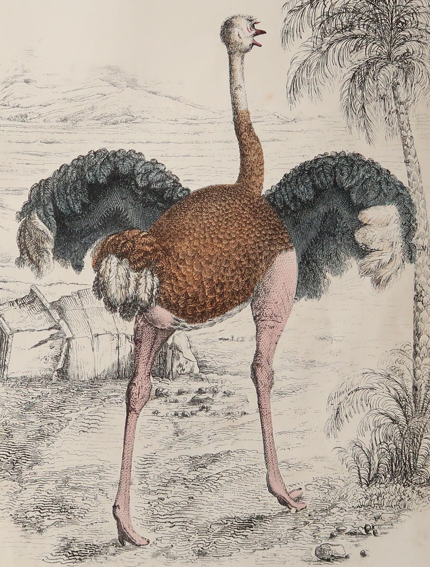 Original Antique Print of An Ostrich, 1847 'Unframed' at 1stDibs