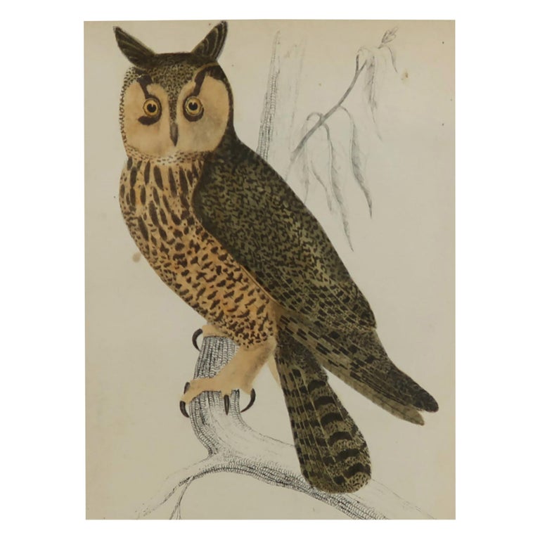 Original Antique Print of an Owl, 1847 'Unframed' For Sale at 1stDibs