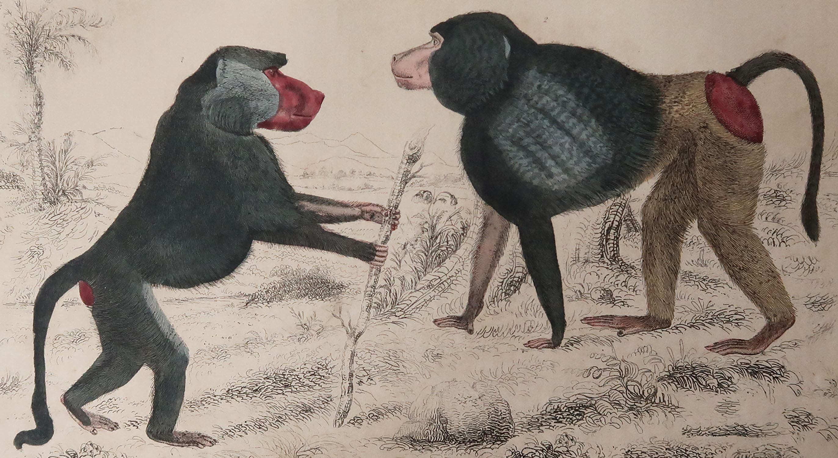 Original Antique Print of Baboons, 1847 'Unframed' at 1stDibs