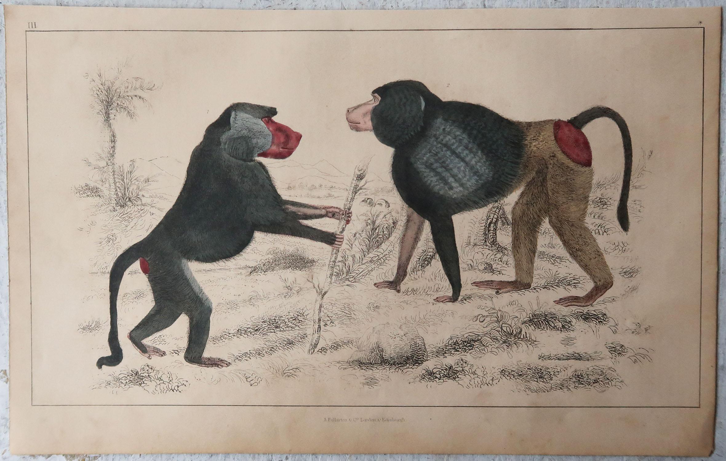 Original Antique Print of Baboons, 1847 'Unframed' at 1stDibs