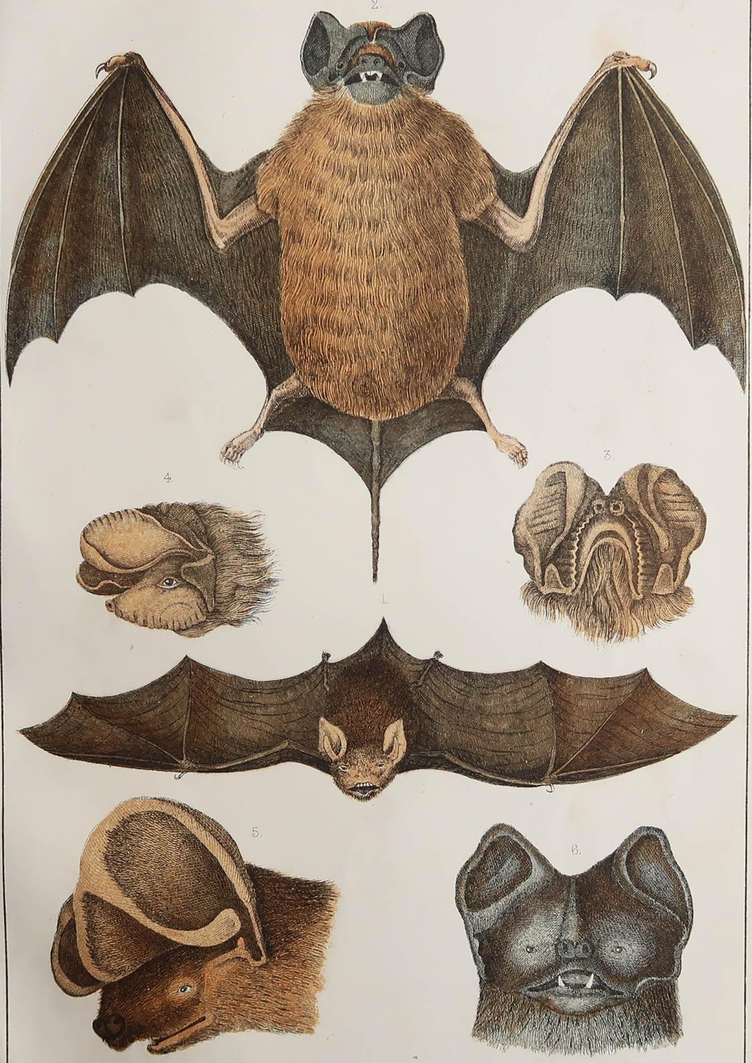 Original Antique Print of Bat, 1847 'Unframed' at 1stDibs