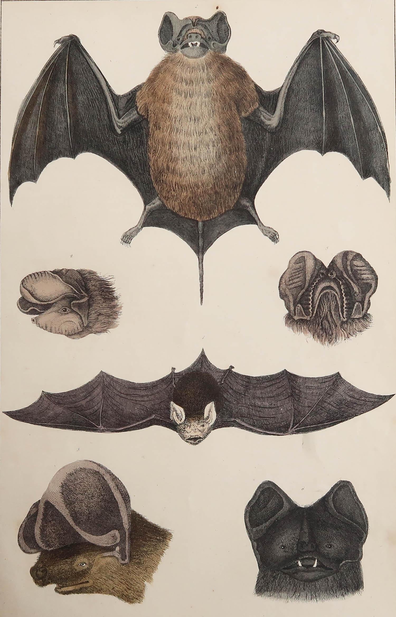 Original Antique Print of Bat, 1847 'Unframed' at 1stDibs