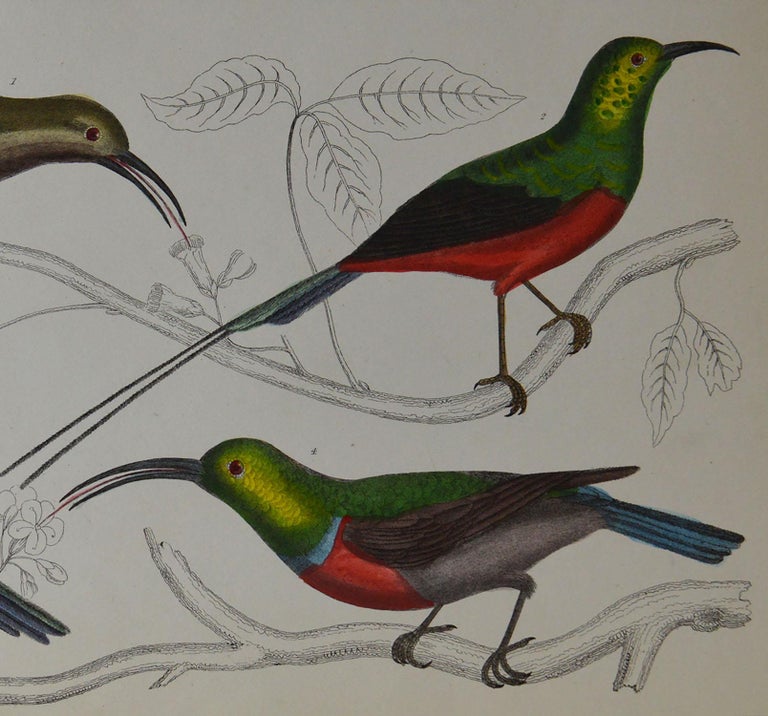 Original Antique Print of Bee-Eaters, 1847 'Unframed' For Sale at 1stDibs