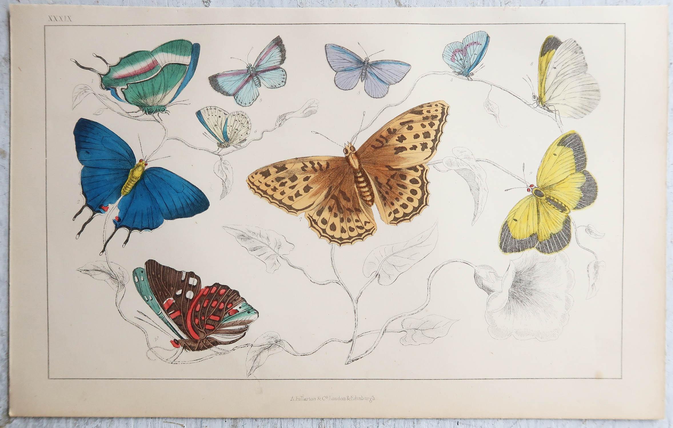 Original Antique Print of Butterflies, 1847, Unframed For Sale at 1stDibs
