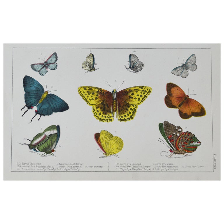 Original Antique Print of Butterflies, 1847 'Unframed' at 1stDibs