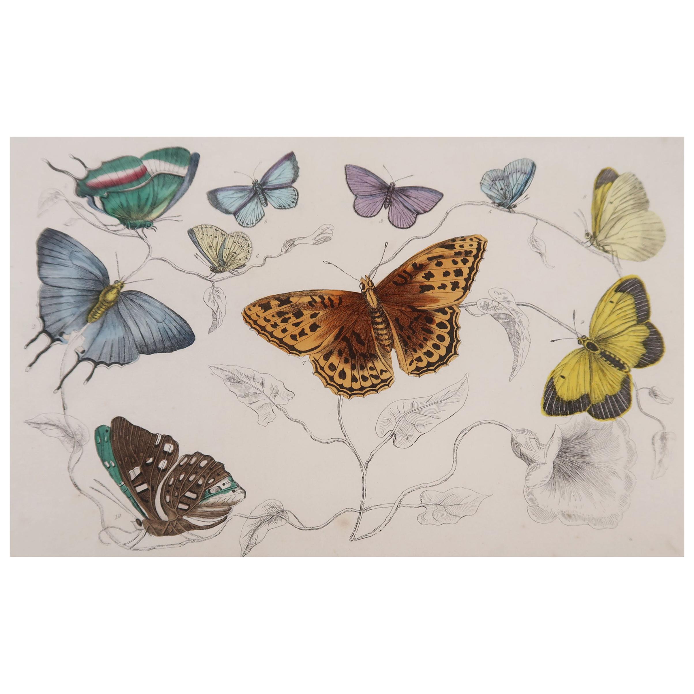 Antique Butterfly Prints - 35 For Sale on 1stDibs