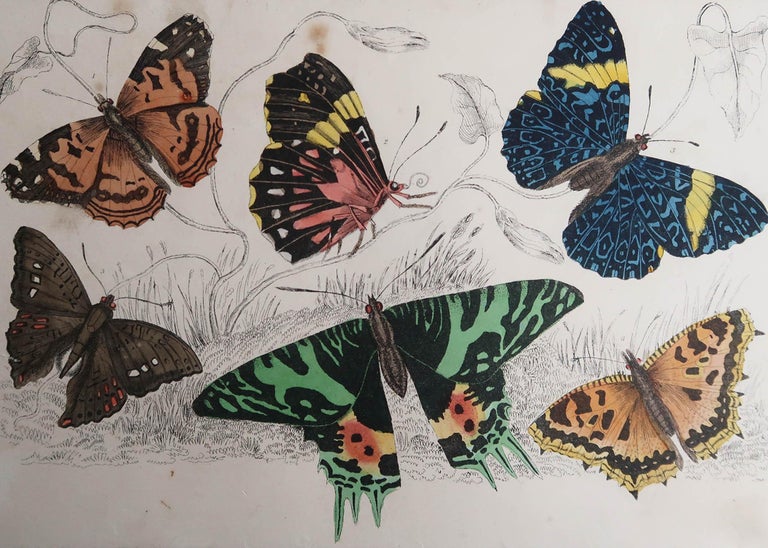 Original Antique Print of Butterflies, circa 1850, Unframed For Sale at ...
