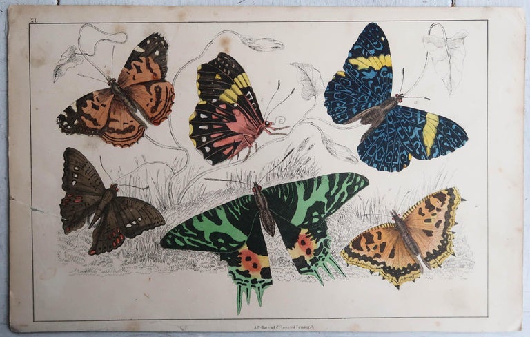 Original Antique Print of Butterflies, circa 1850, Unframed For Sale at ...