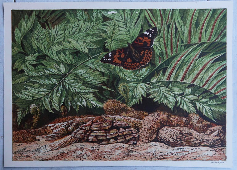 Original Antique Print of Butterflies, circa 1880, Leighton Brothers ...