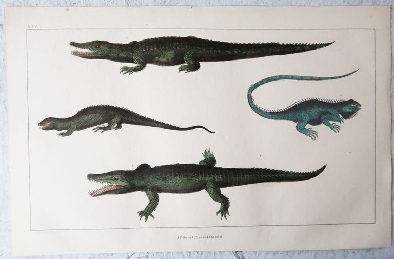 Original Antique Print of Crocodiles, 1847 'Unframed' For Sale at 1stDibs