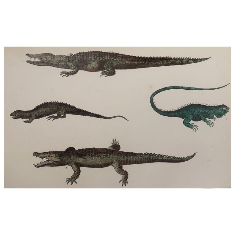 Original Antique Print of Crocodiles, 1847 'Unframed' For Sale at 1stDibs