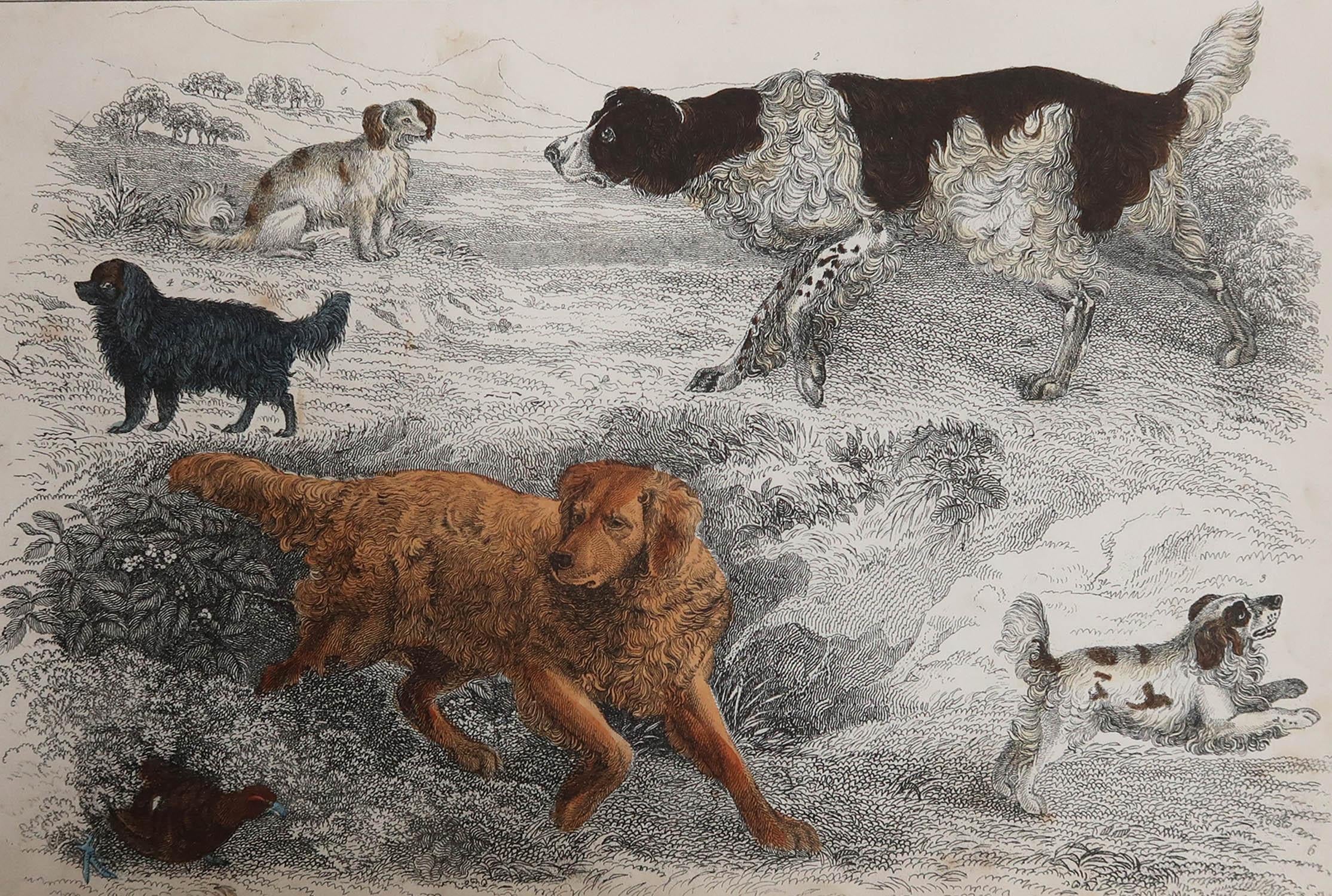 Original Antique Print of Dogs, 1847, 'Unframed' at 1stDibs