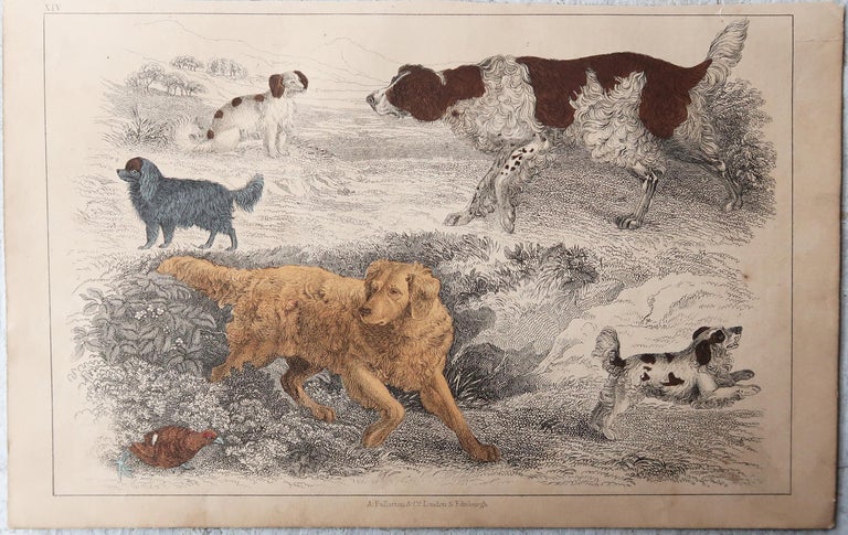 Original Antique Print of Dogs, 1847, 'Unframed' For Sale at 1stDibs