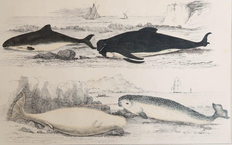 Original Antique Print of Dolphins, 1847 'Unframed' For Sale at 1stDibs