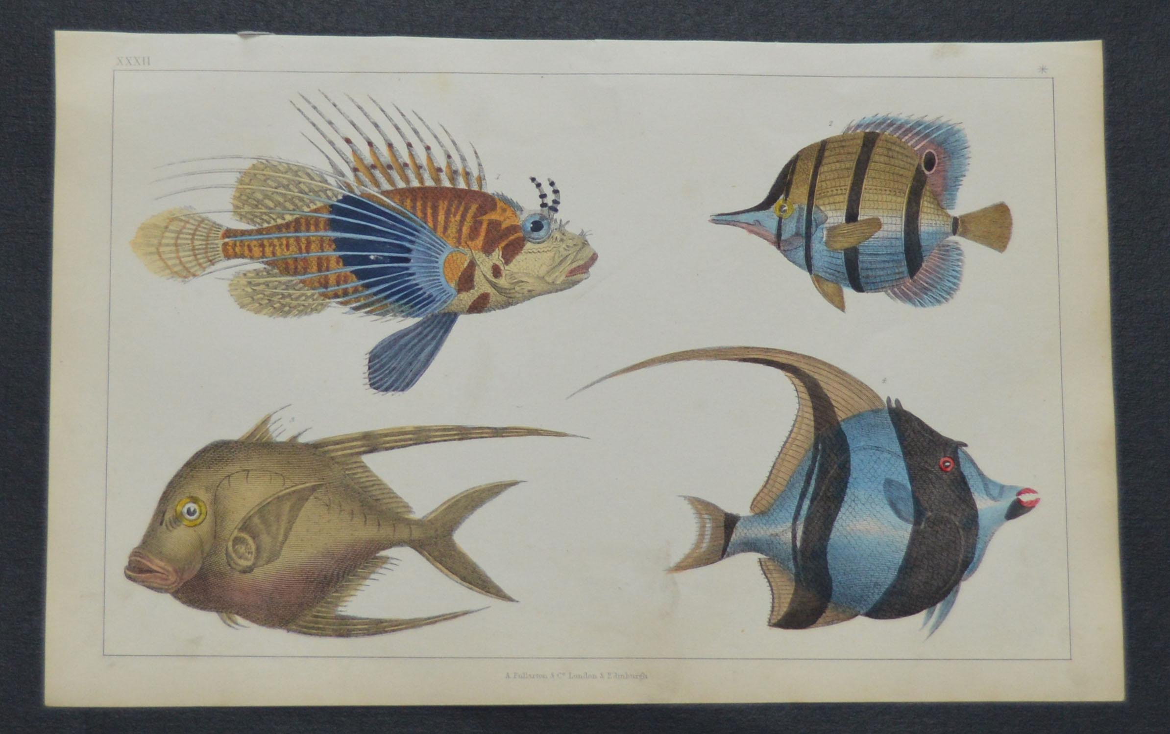 Original Antique Print of Fish, 1847 'Unframed' at 1stDibs