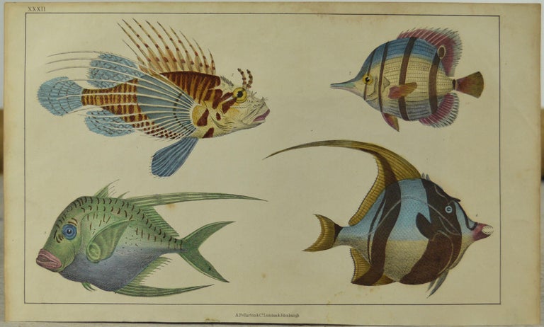 Original Antique Print of Fish, 1847 'Unframed' For Sale at 1stdibs