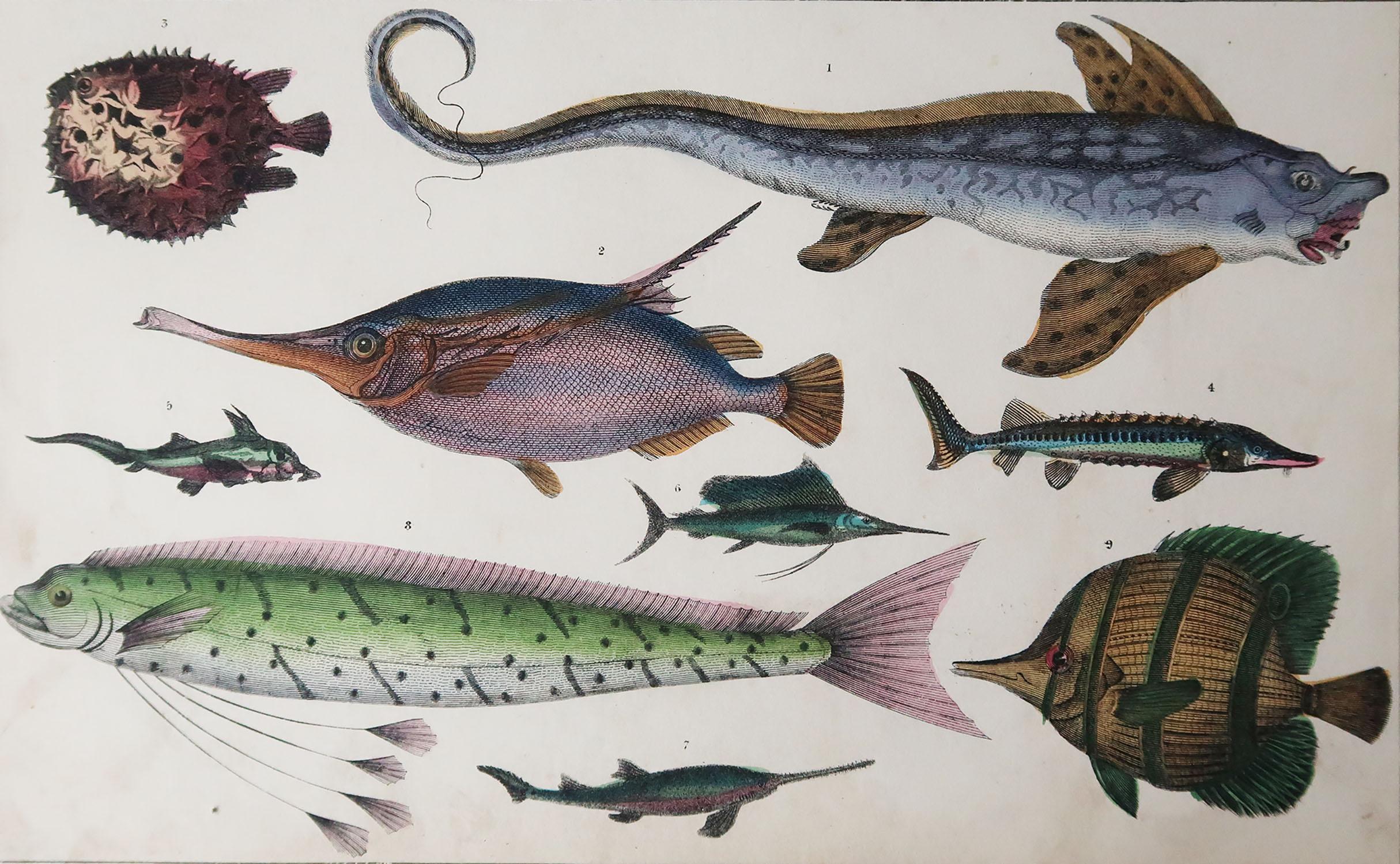 Original Antique Print of Fish, 1847 'Unframed' For Sale at 1stDibs