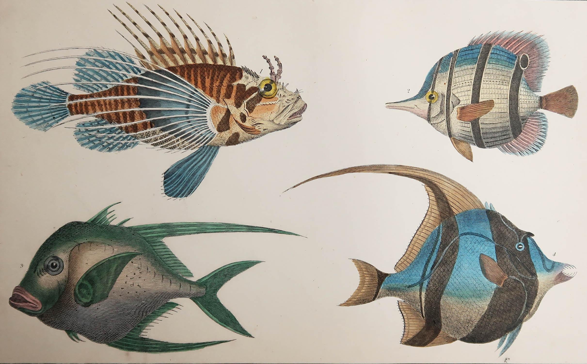 Original Antique Print of Fish, 1847 'Unframed' at 1stDibs