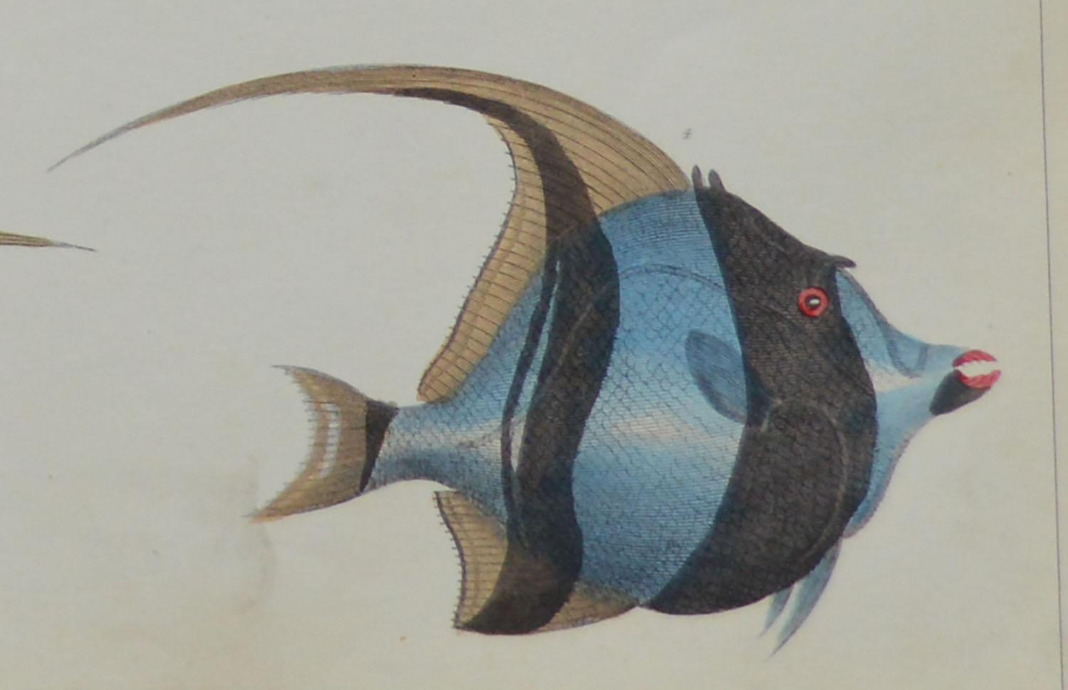 Original Antique Print of Fish, 1847 'Unframed' at 1stDibs