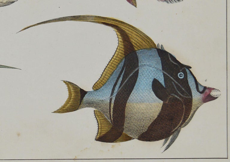 Original Antique Print of Fish, 1847 'Unframed' For Sale at 1stDibs
