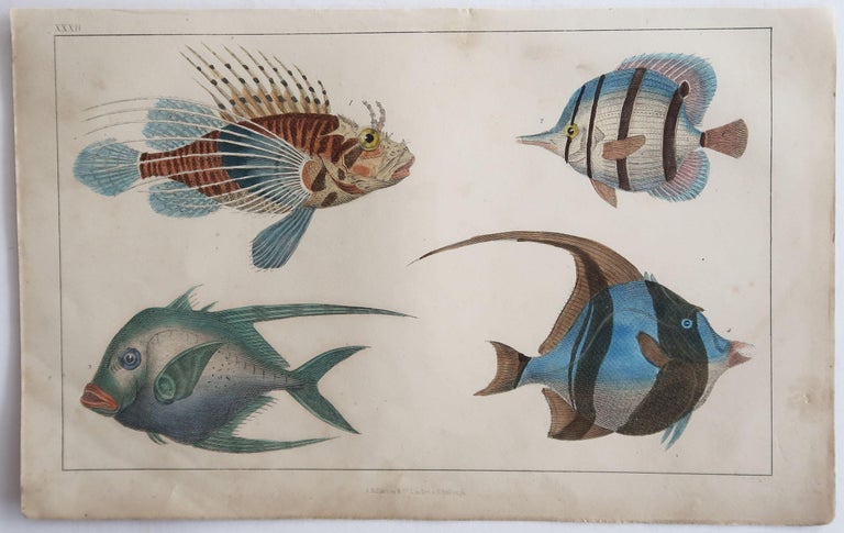 Original Antique Print of Fish, 1847 'Unframed' at 1stDibs