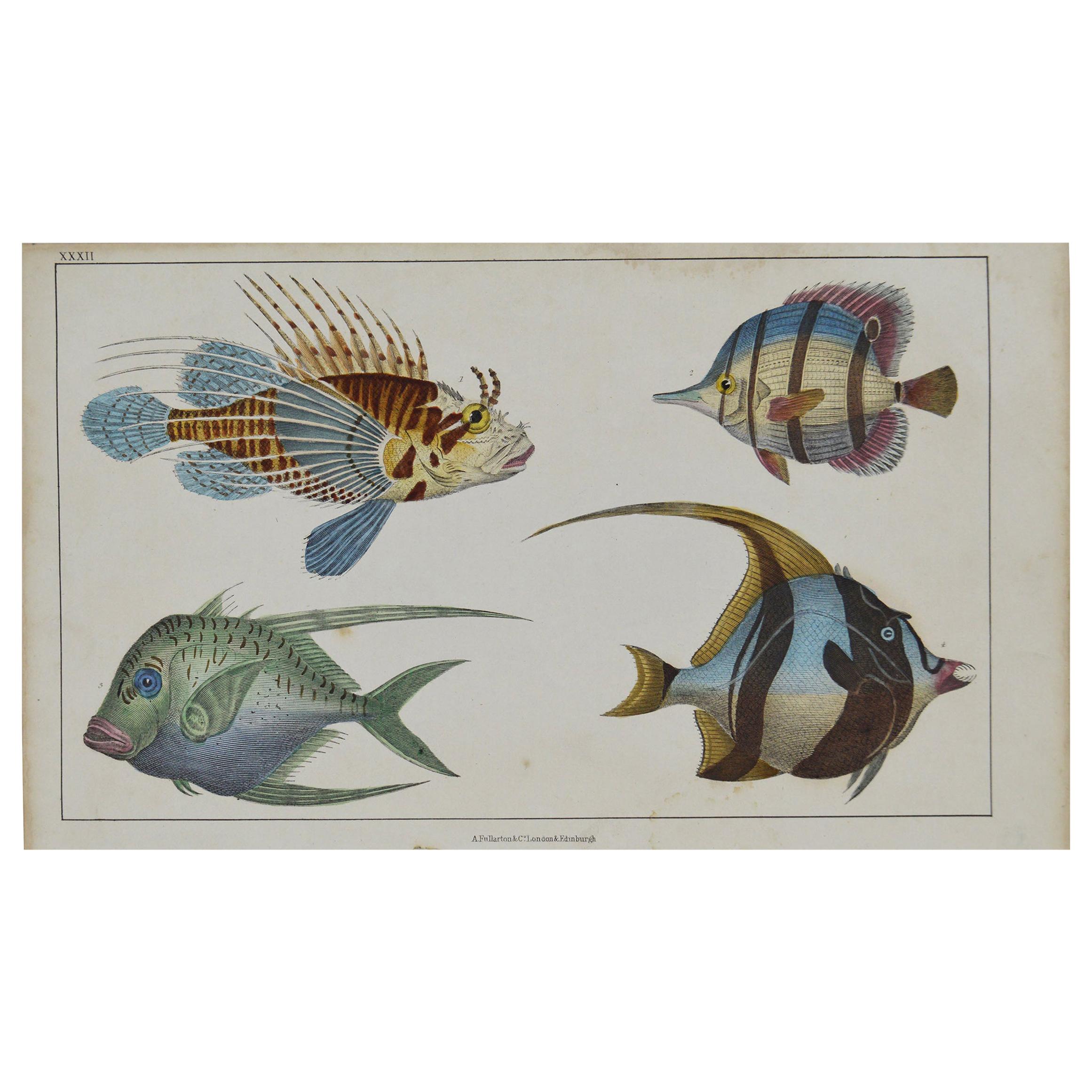 Original Antique Print of Fish, 1847 'Unframed' For Sale at 1stDibs