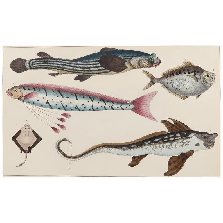 Original Antique Print of Fish, 1847 Unframed at 1stDibs