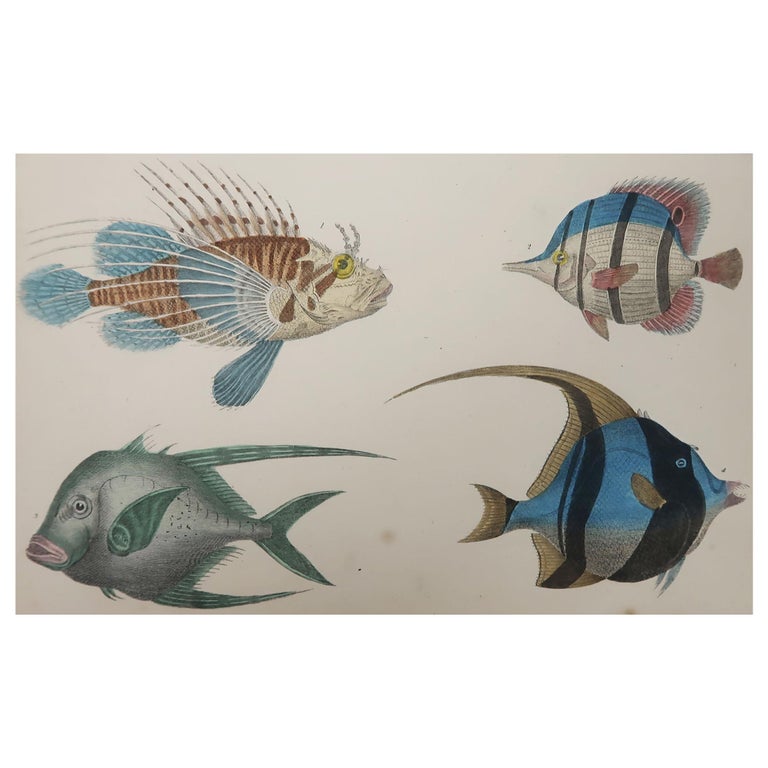Original Antique Print of Fish, 1847 'Unframed' at 1stDibs
