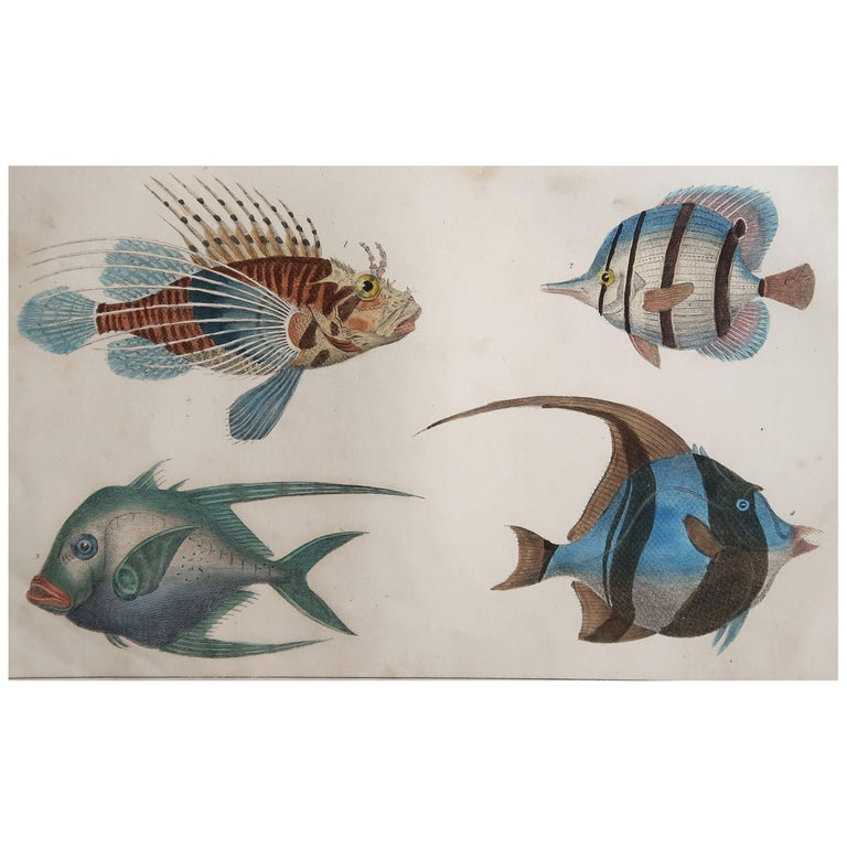 Original Antique Print of Fish, 1847 'Unframed' For Sale at 1stDibs