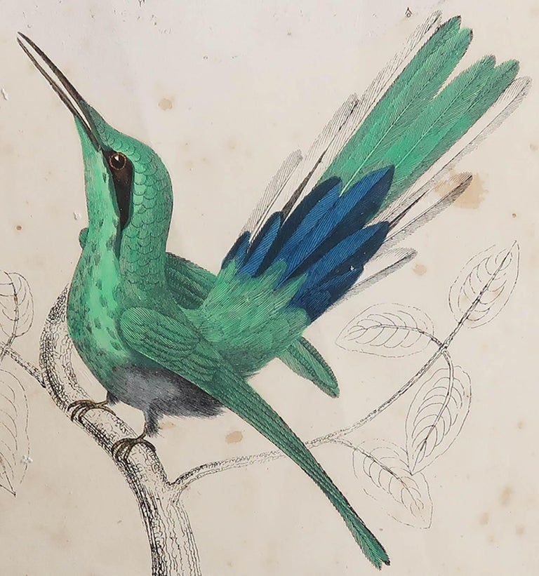 Original Antique Print of Hummingbird, 1847 'Unframed' For Sale at 1stDibs