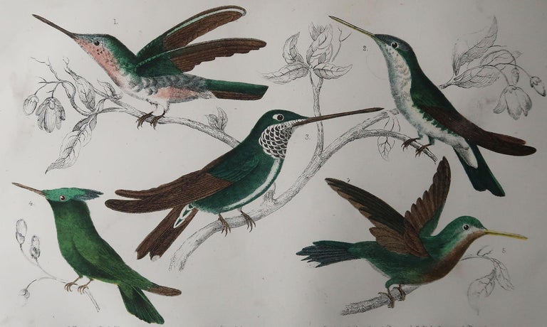 Original Antique Print of Hummingbirds, 1847, Unframed at 1stDibs