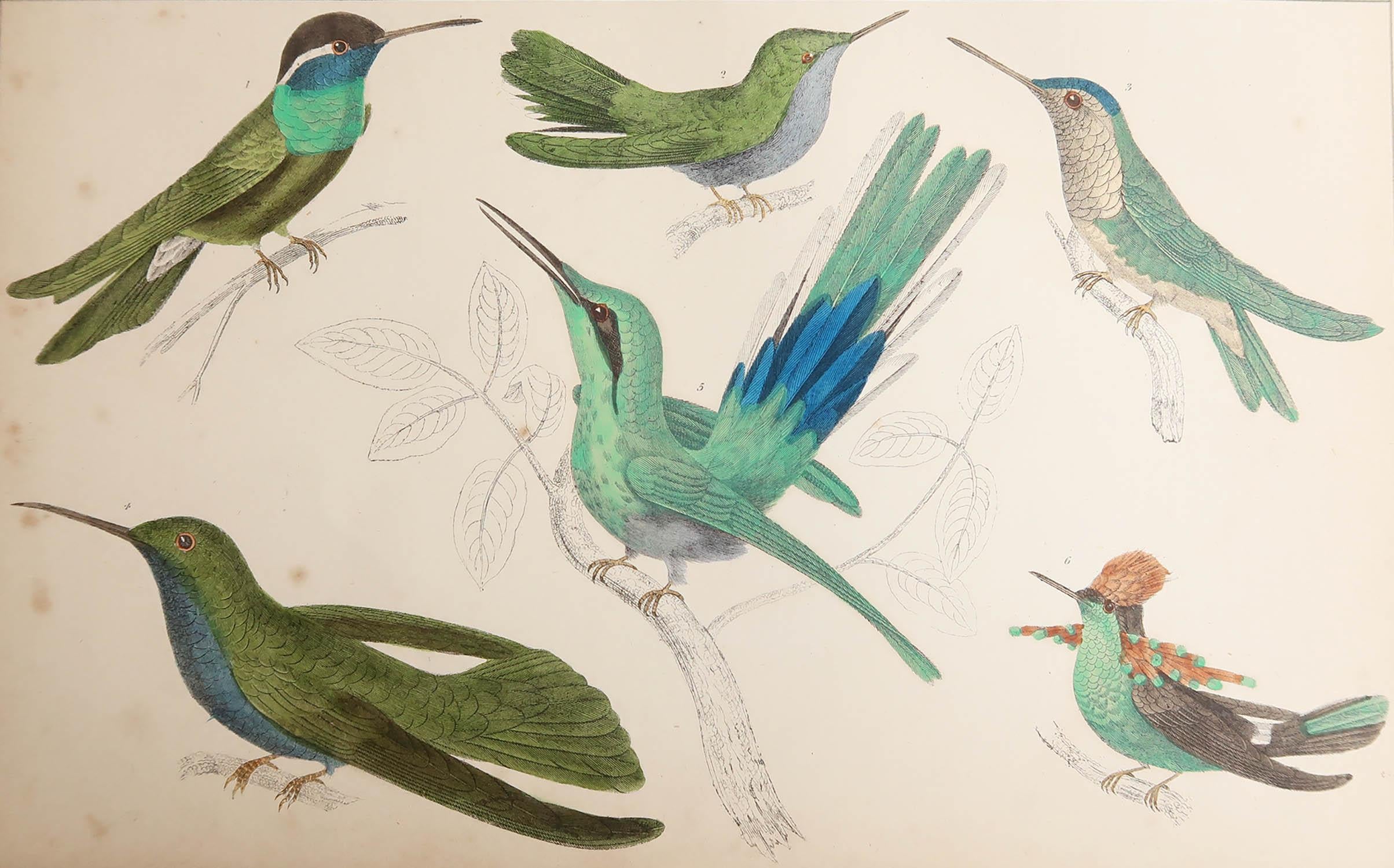 Original Antique Print of Hummingbirds, 1847, 'Unframed' For Sale at ...